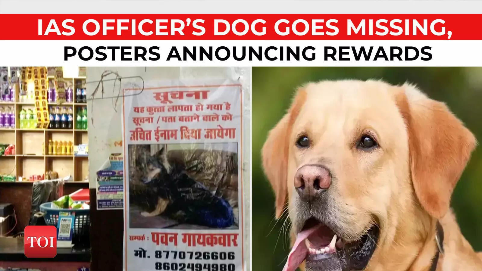 MP: IAS officer’s dog goes missing, posters announcing rewards put up ...