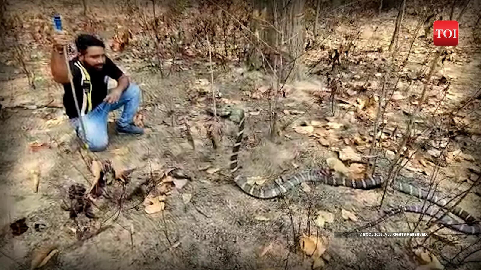 King cobra spotted in Korba, rescued by forest team