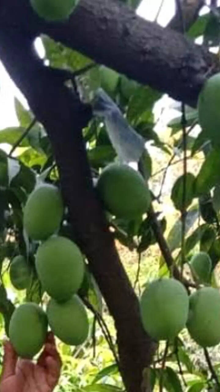 Varanasi Food: Banarasi Paan, Langda mango from Kashi make it to GI ...
