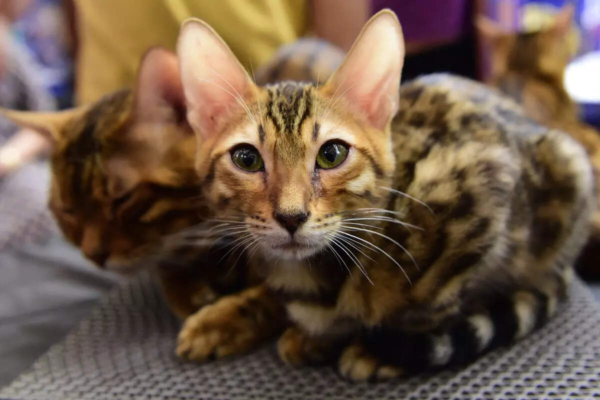 Feline Club of India hosts Cat Show Championship- The Etimes ...