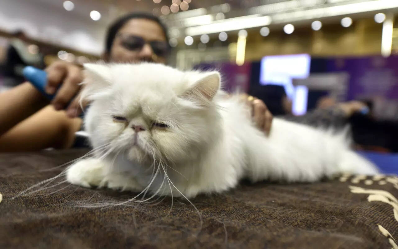 Feline Club of India hosts Cat Show Championship- The Etimes ...