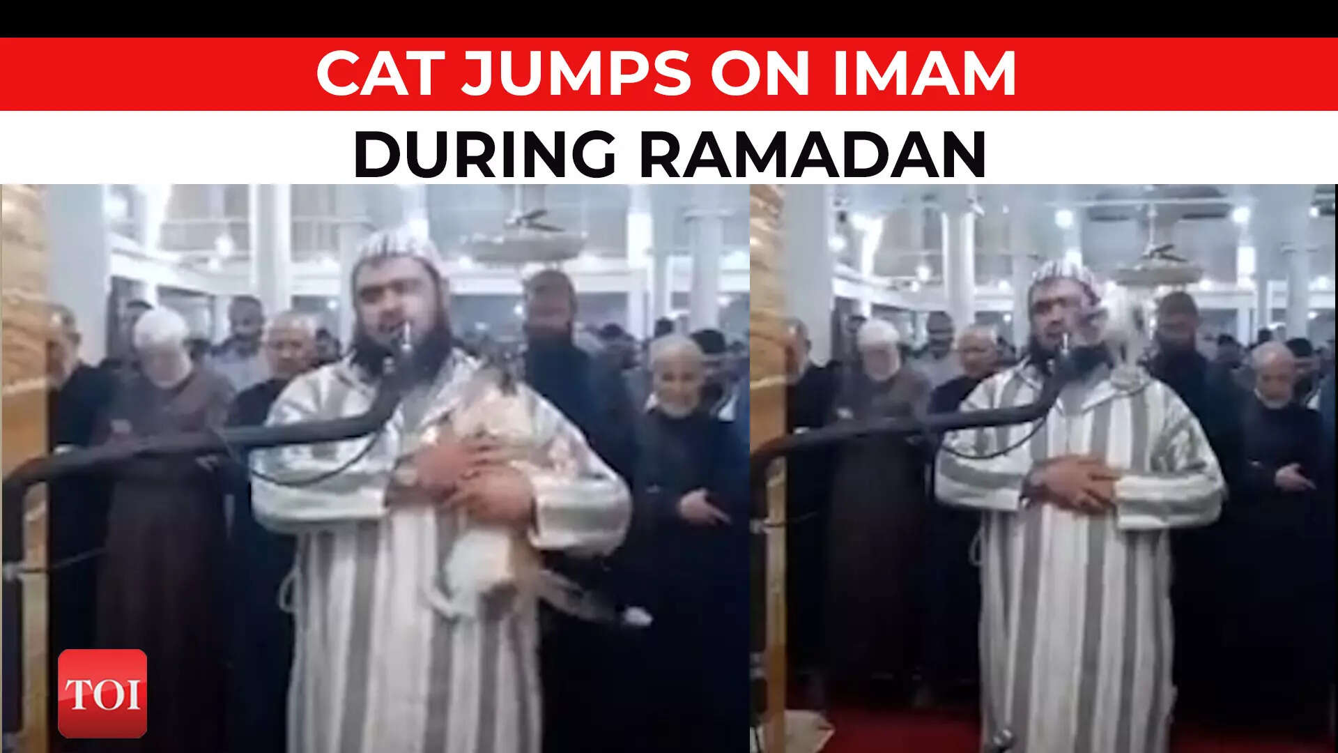 Viral Video: Ramzaan prayers interrupted by playful 'Orange Cat' at ...