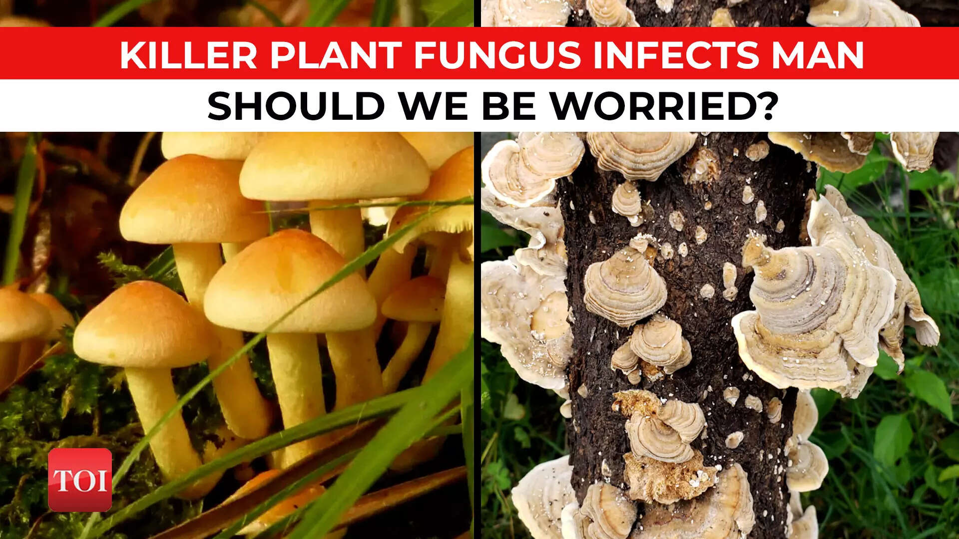 Killer plant fungus infects Kolkata man who researched on mushrooms