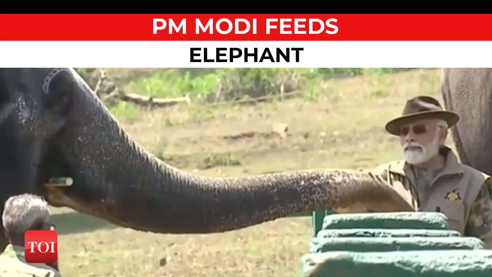 narendra modi: Watch: PM Modi feeds elephant at Theppakadu elephant camp