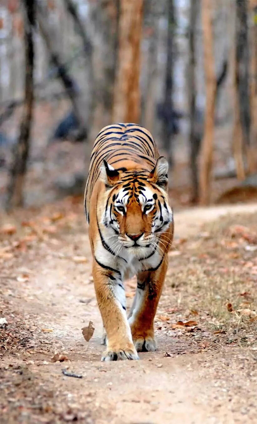 We must laud Project Tiger, says Gaurav after India reports 3,167 ...