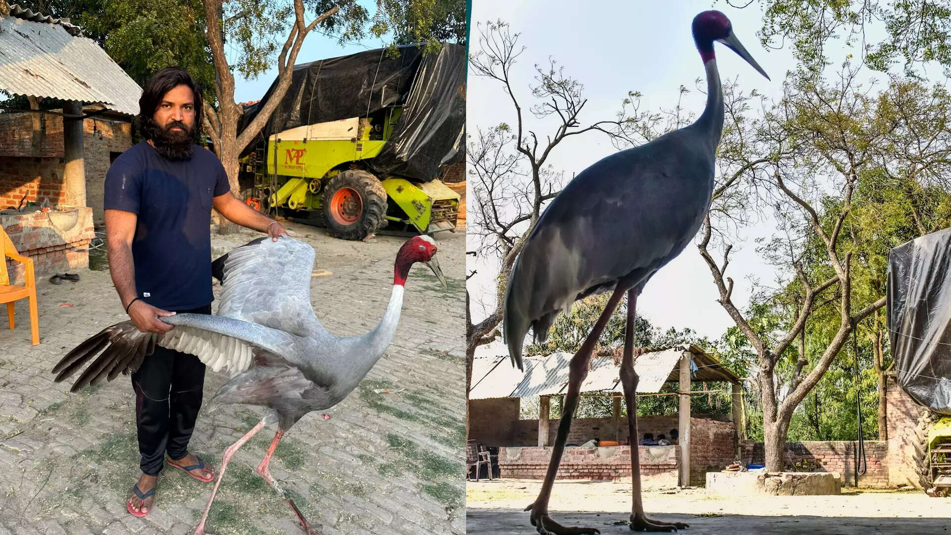 A man's special bond with a Sarus crane