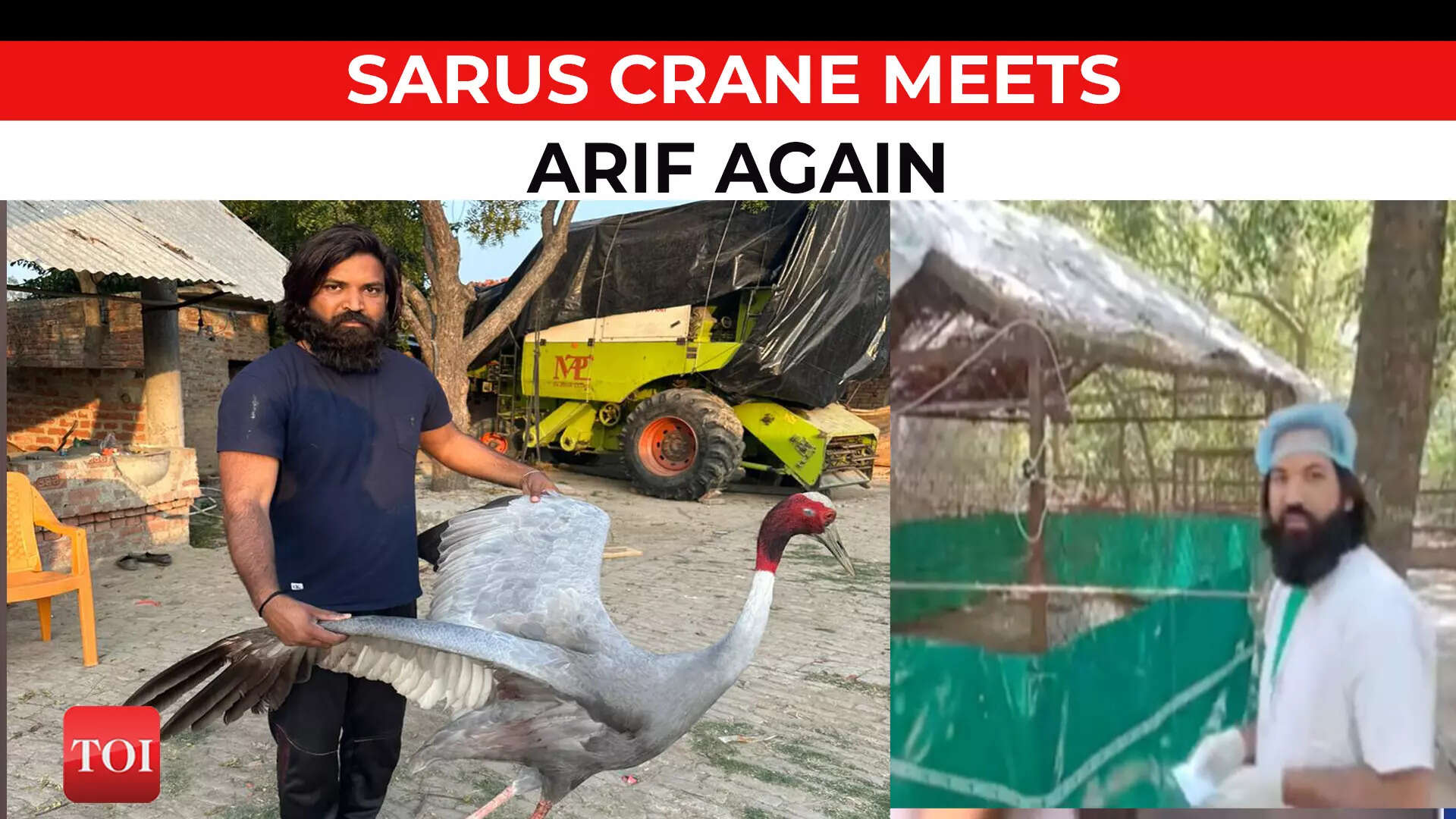 Watch: How Sarus crane reacted on seeing its rescuer Arif in Kanpur zoo