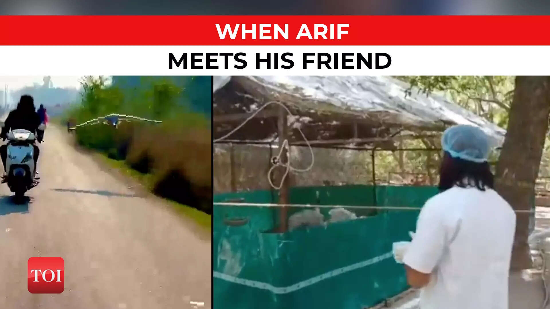 Watch the reaction of sarus when Arif went to meet the bird