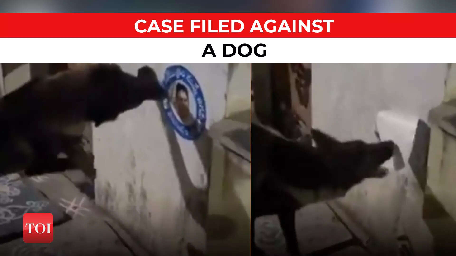 Case filed against 'Dog' for removing Andhra CM Jagan Mohan Reddy's poster