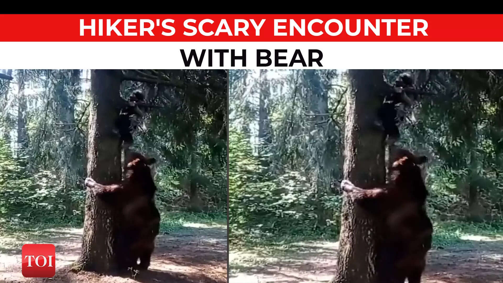 Watch: Will the hiker survive his frightening encounter with a grizzly ...
