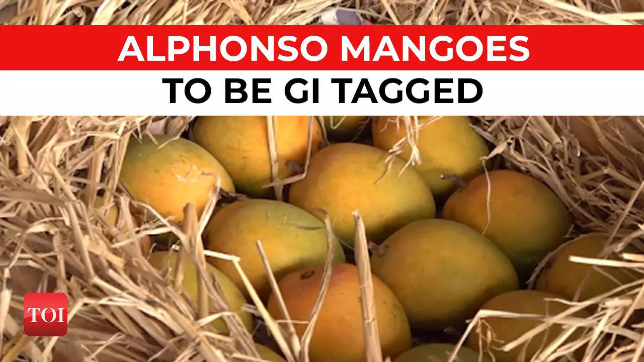Alphonso mangoes to be GI tagged to ensure authenticity