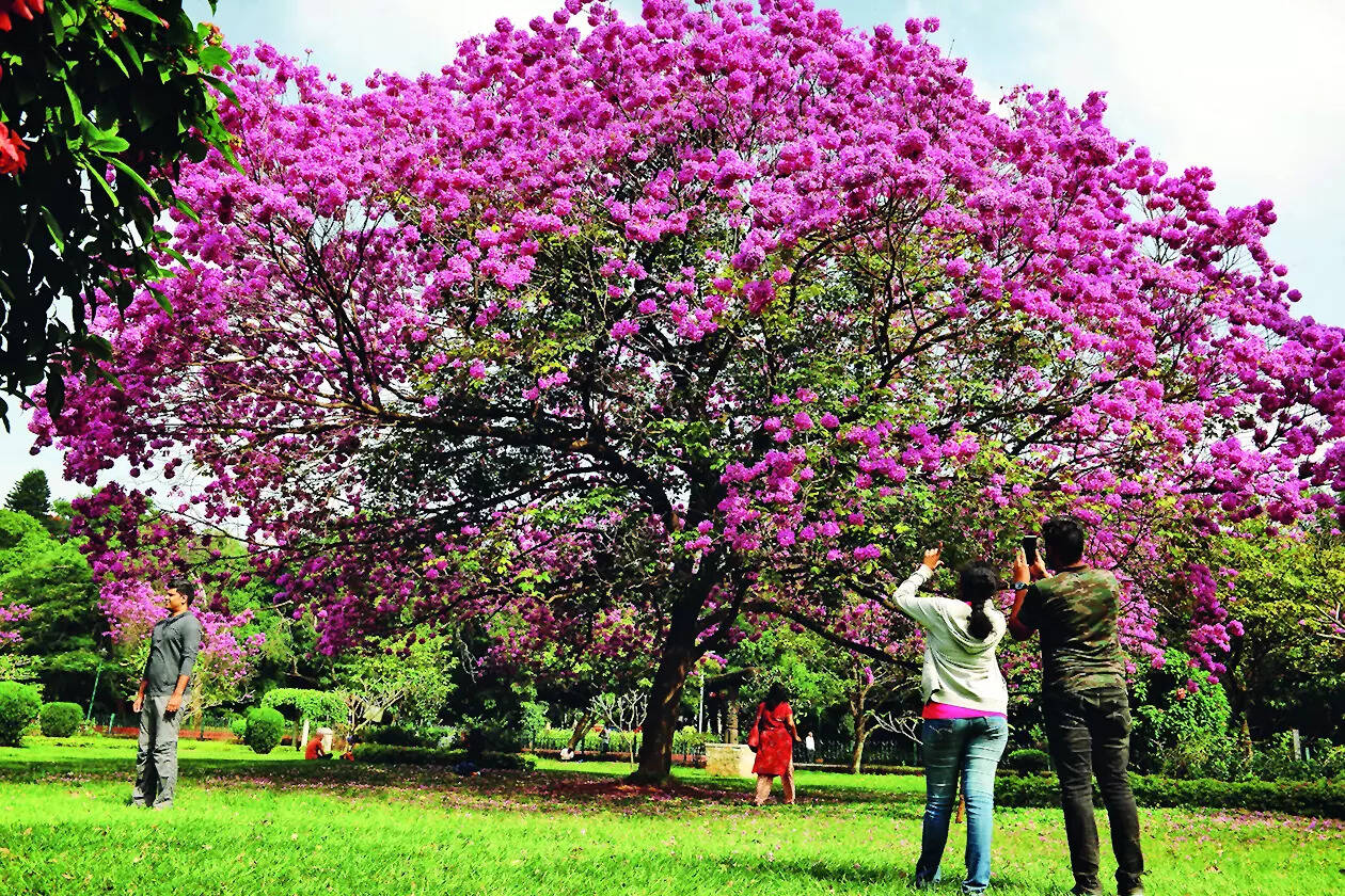 Bengaluru’s year-long romance with blooms - Times of India