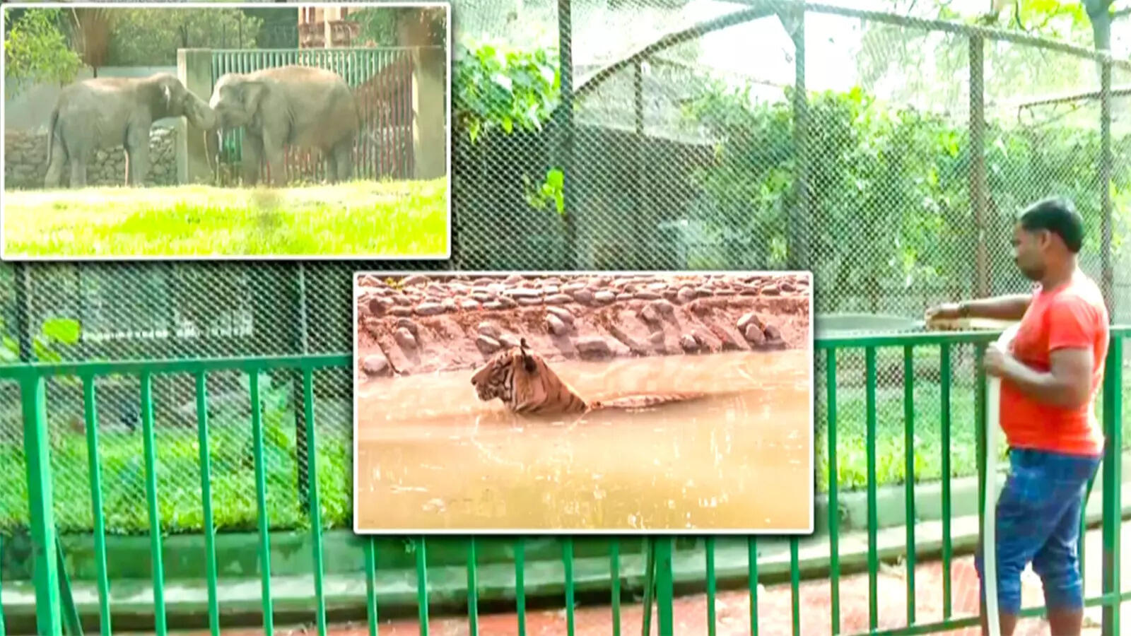 Alipore Zoo makes special arrangements to keep animals safe from summer