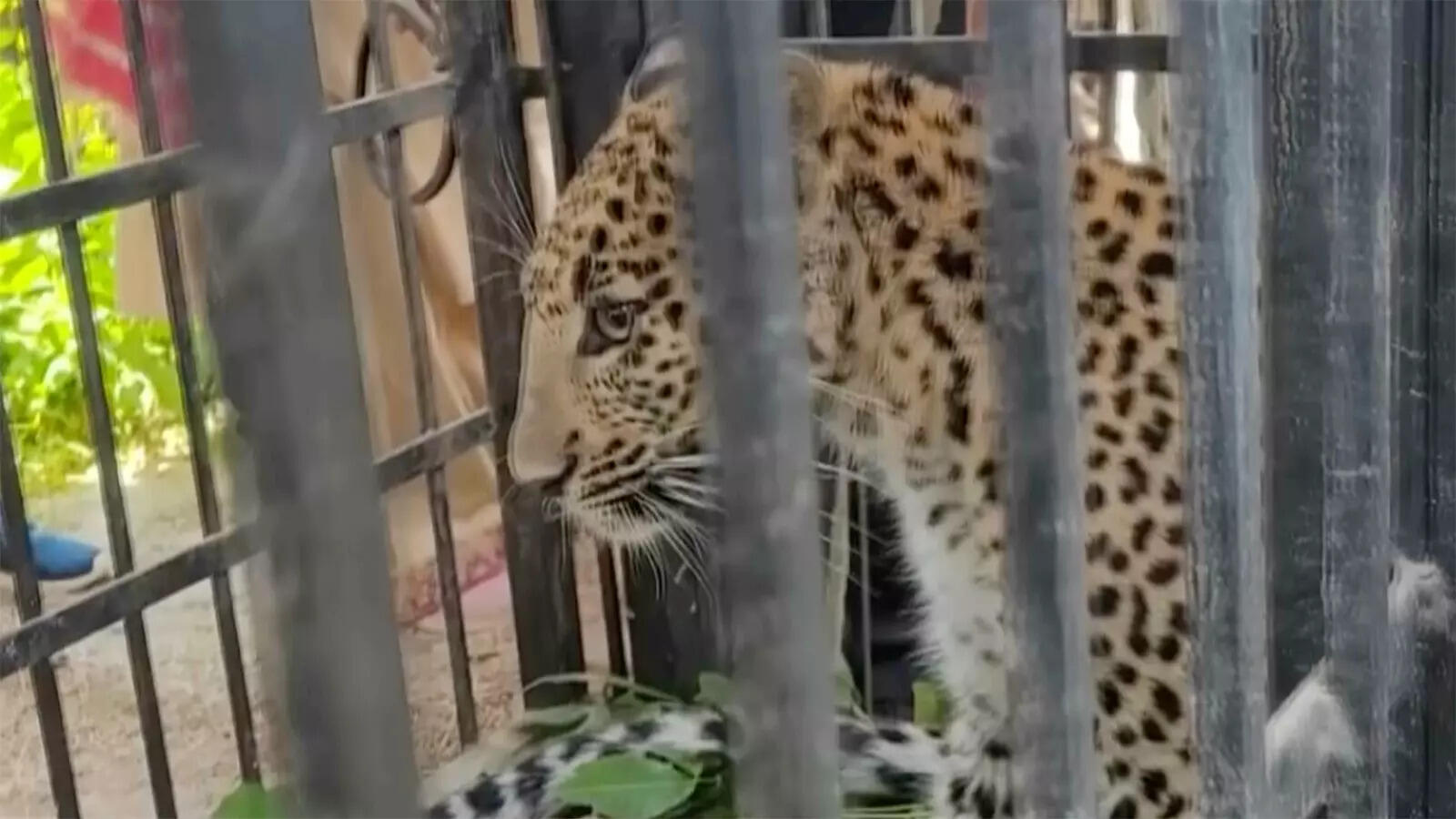Nuapada: Forest Department Officials rescue leopard; primary treatment ...