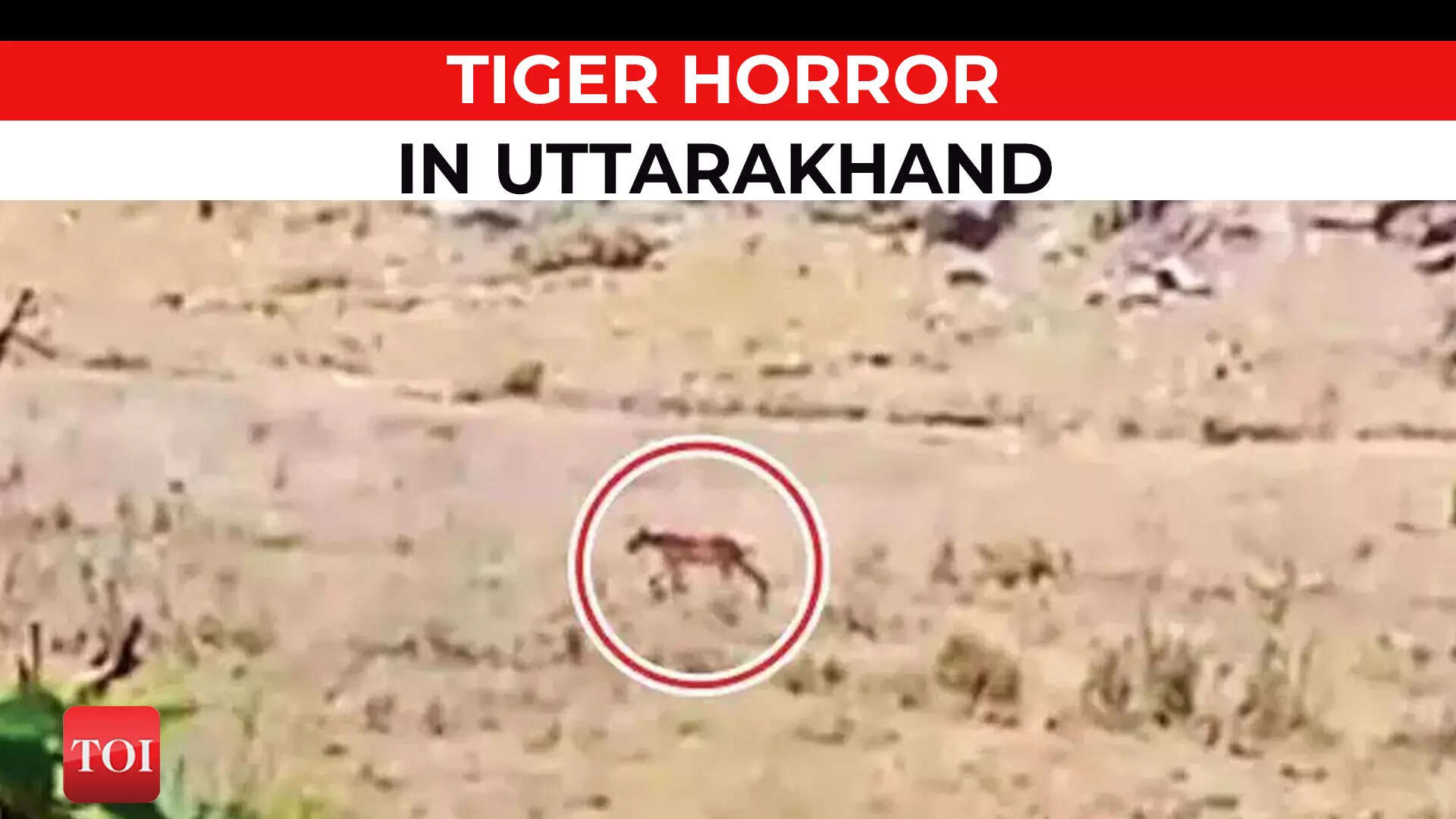 Back to back tiger attacks in Uttarakhand's Pauri kills 2 elderly ...