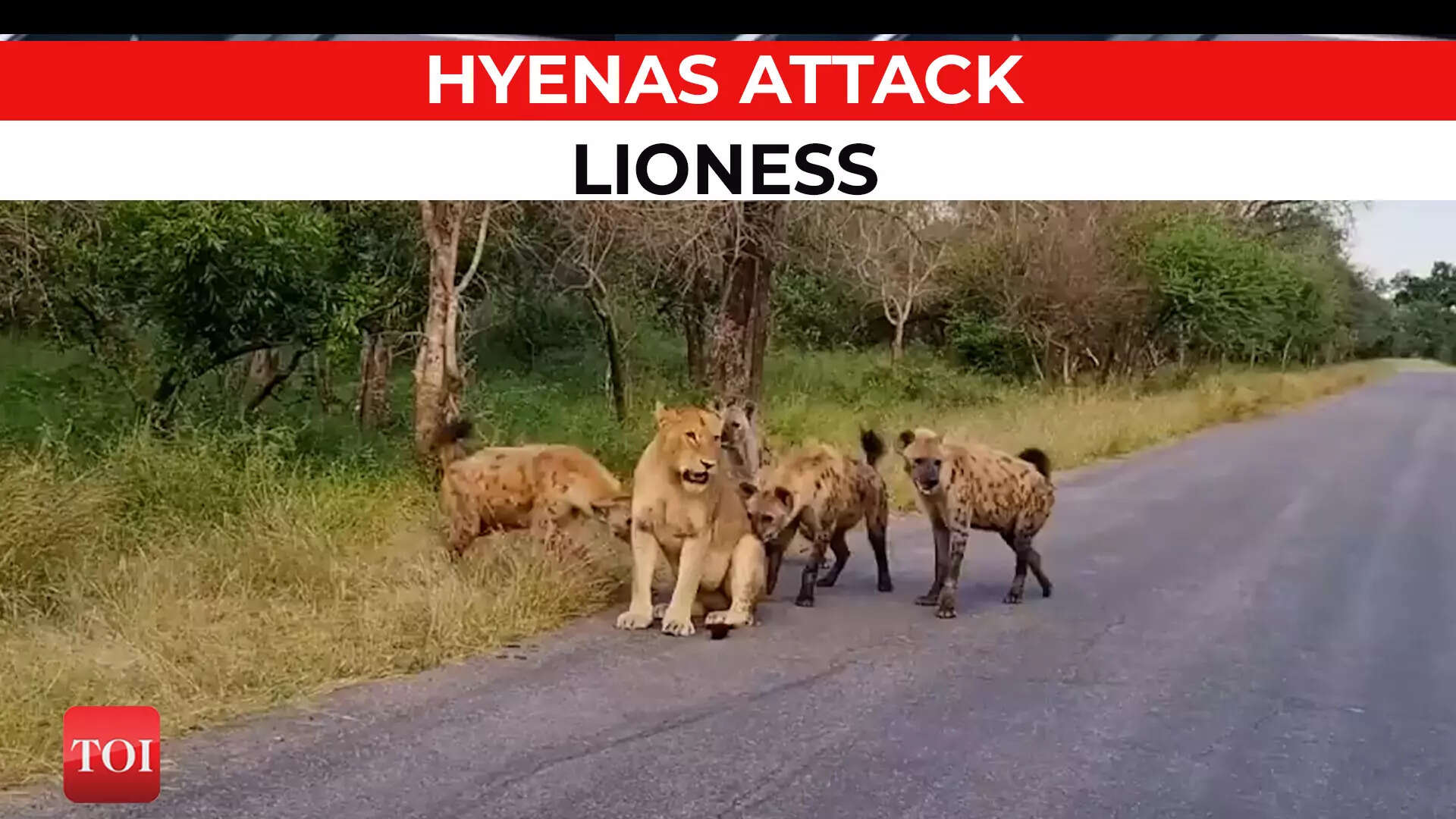 viral video: Pack of hyenas attacks lioness, watch what happens next