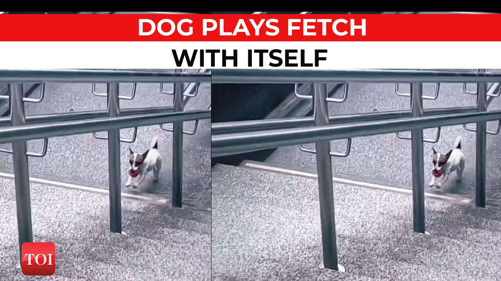 Viral video: Tiny dog plays fetch all by itself on subway steps