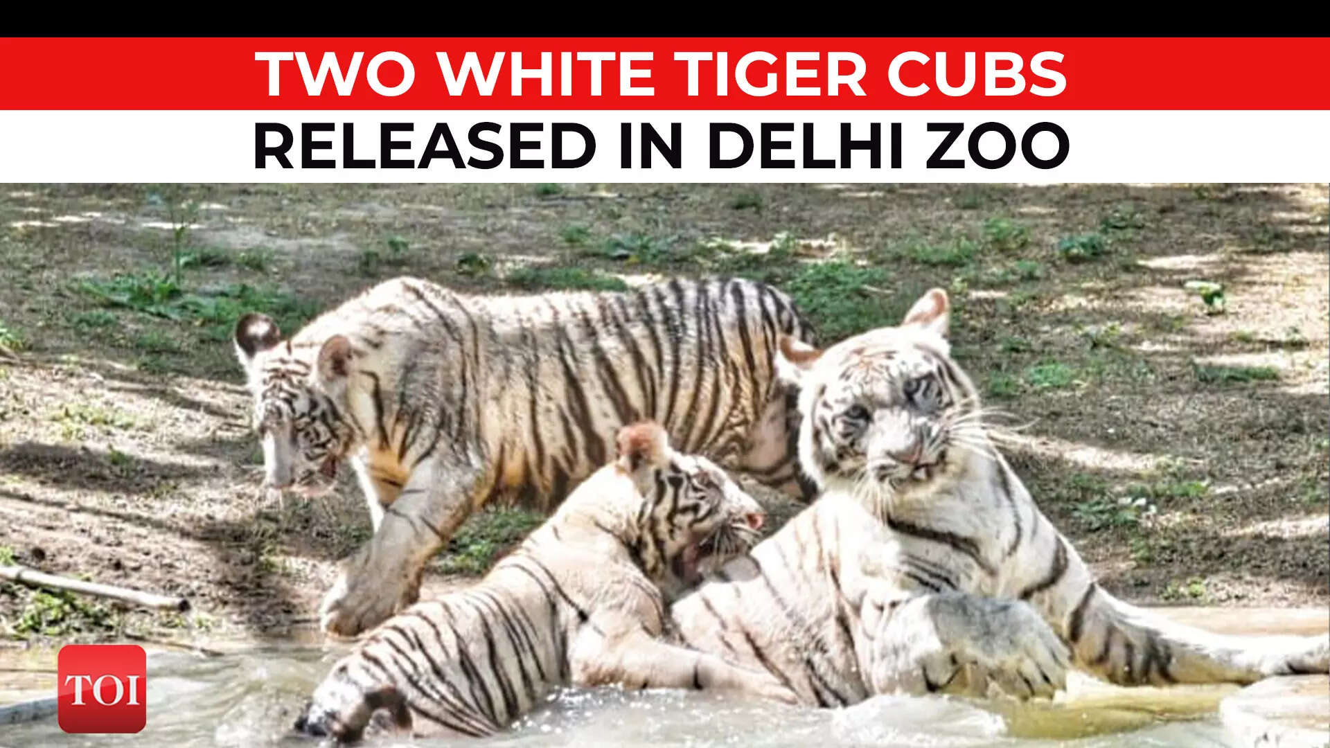 Watch: Two 8-month-old white tiger cubs, Avni and Vyom released in Delhi zoo for public viewing