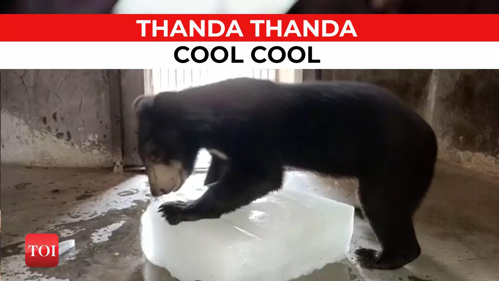 Watch: Zoo animals in Kolkata provided with sprinklers, ice blocks to ...