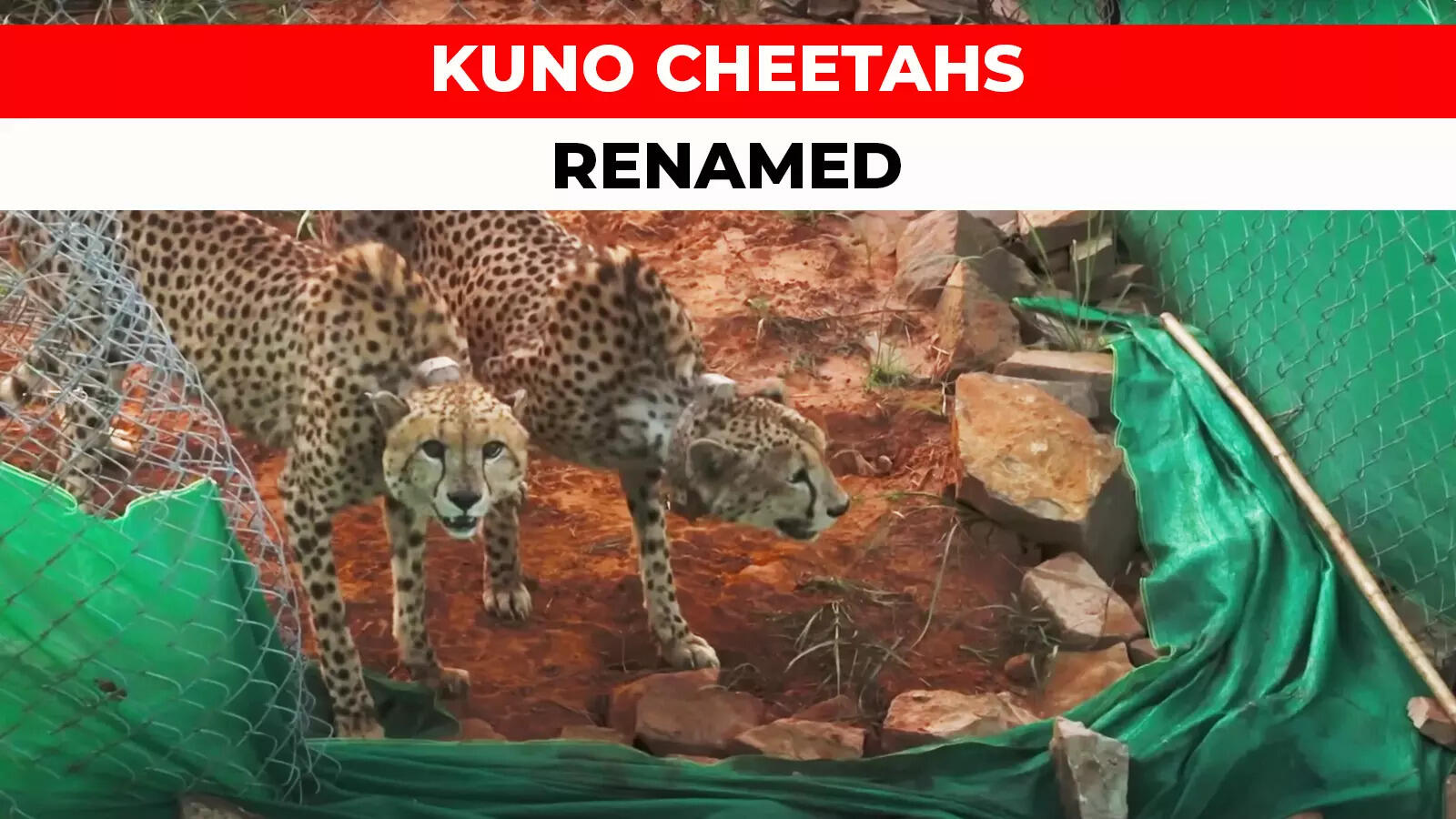 Kuno National Park: What Indian names Kuno Cheetahs get? Know here