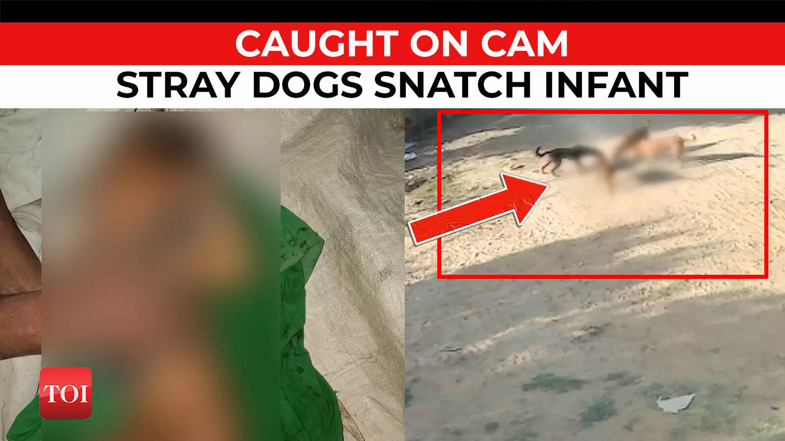 Shocking video: Stray dogs snatch infant from cradle, attack the child ...