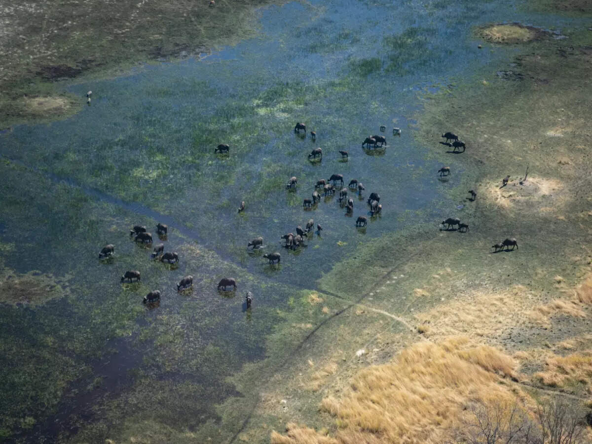 Okavango Delta, Botswana: A harmonious circle of life, Okavango - Times ...