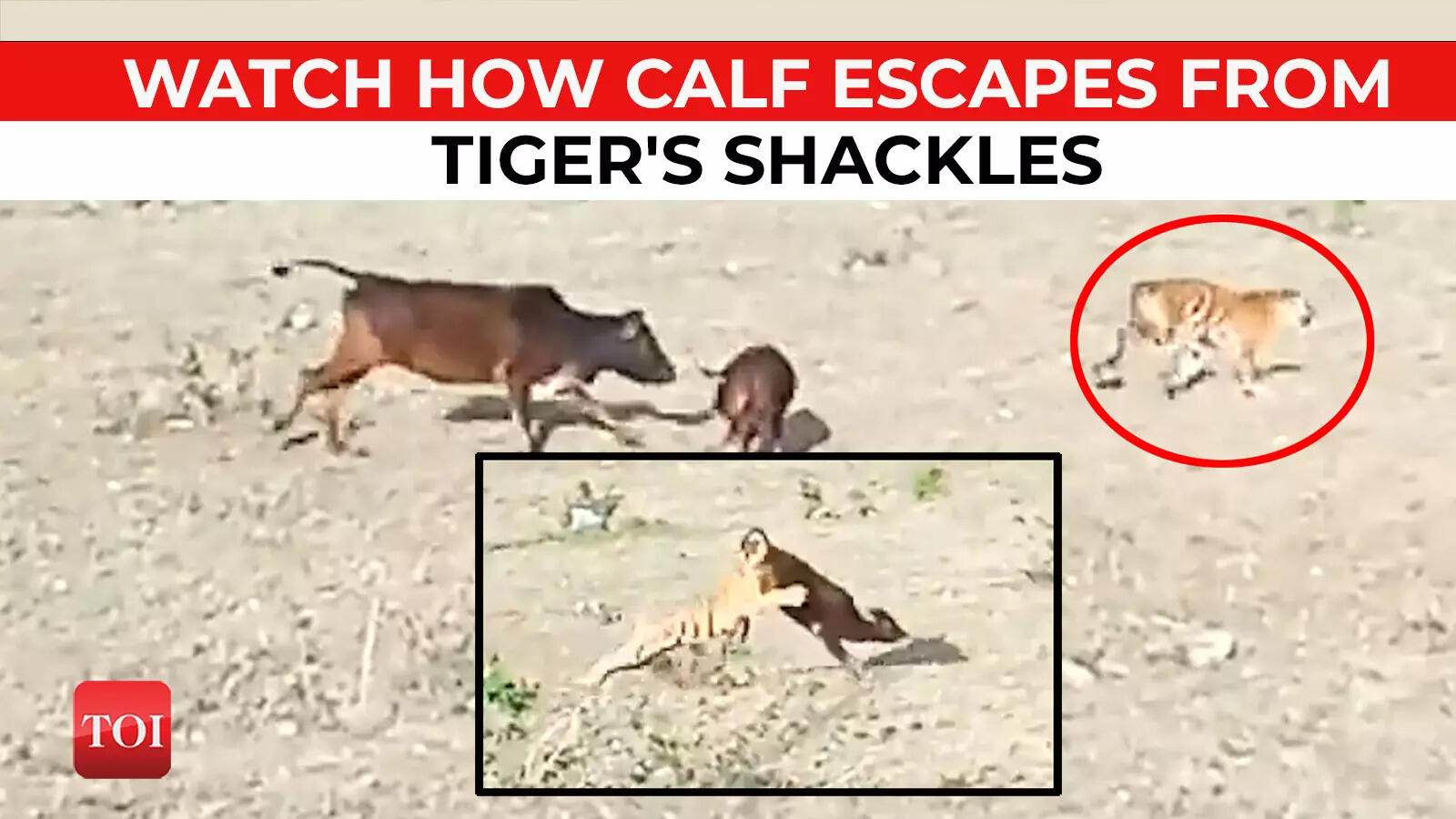 Viral video: Tiger chases, catches, and attacks a calf in an open field ...