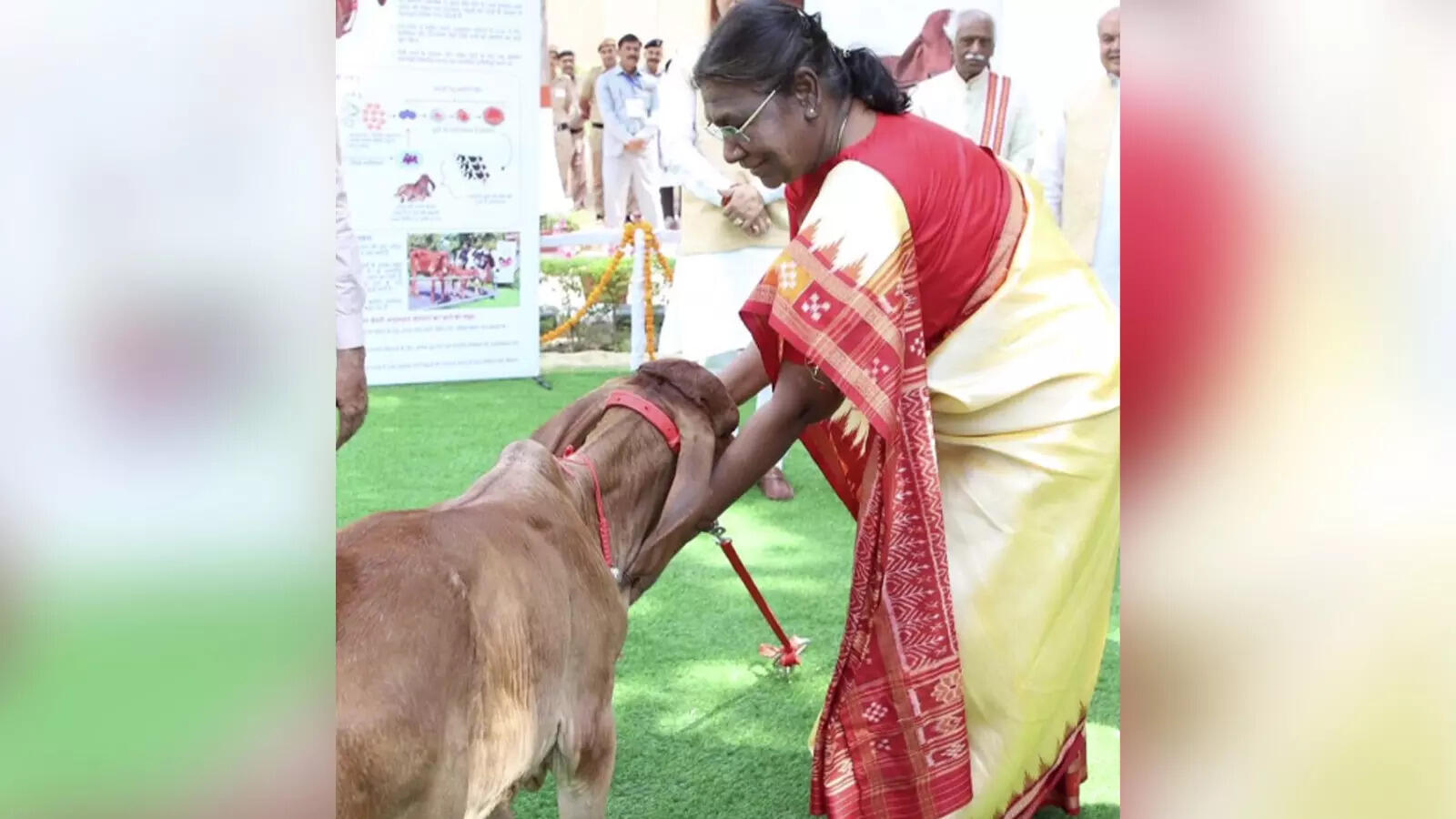 President Murmu witnesses India's first cloned cow 'Ganga' at NDRI in ...