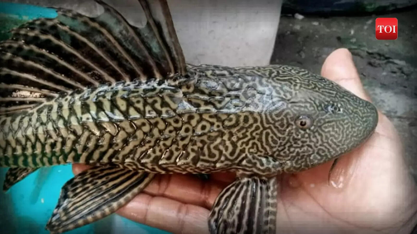 Watch: Rare 'four-eyed fish' spotted in Chattisgarh