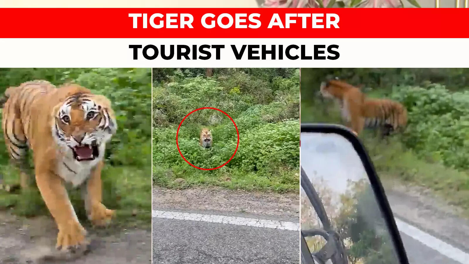 Viral video: Tiger attacks tourist vehicles outside Jim Corbett Tiger Reserve