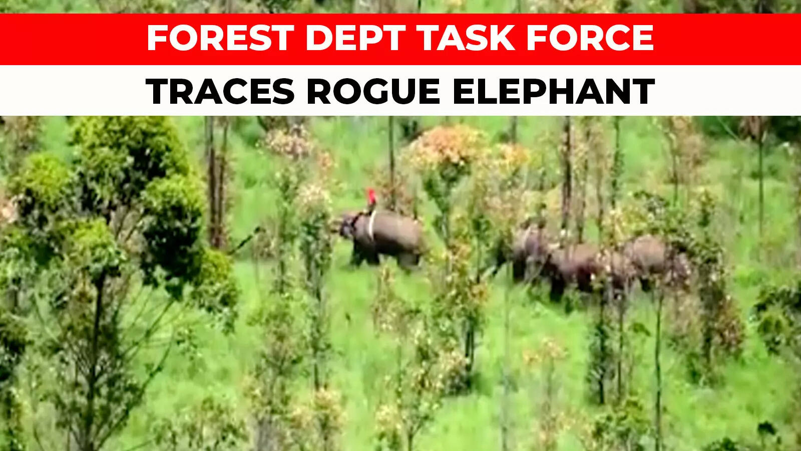 Forest Dept Task Force traces rogue Elephant Arikomban in Kerala’s Munnar Forest Dept Task Force traces rogue Elephant Arikomban in Kerala’s Munnar