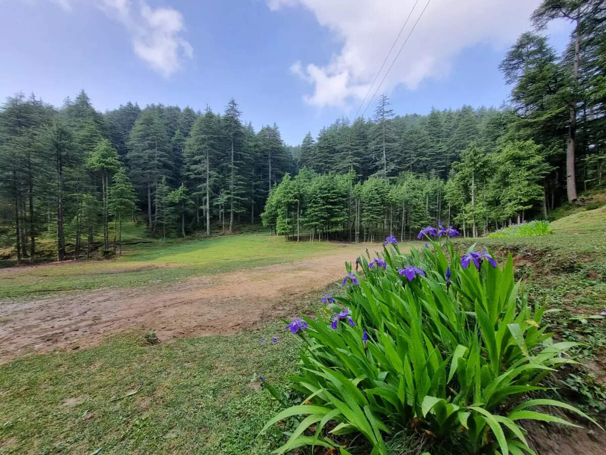 Unwind in the less-trodden paths of Cheog in Himachal, Himachal Pradesh ...