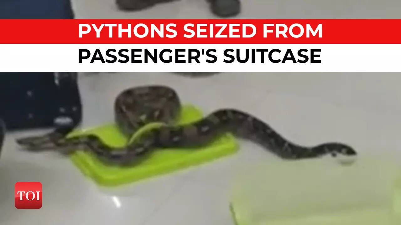 Pythons, anacondas, and kingsnakes seized from suitcase of a female ...
