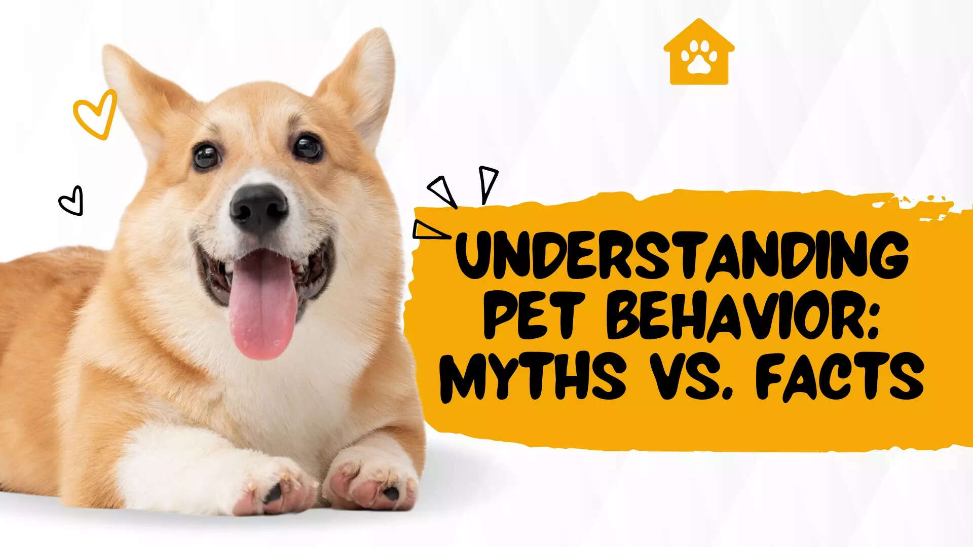 Understanding pet behaviour: myths vs facts