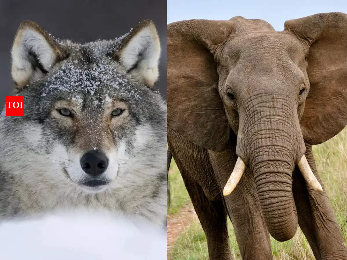 gemini spirit animal wolf