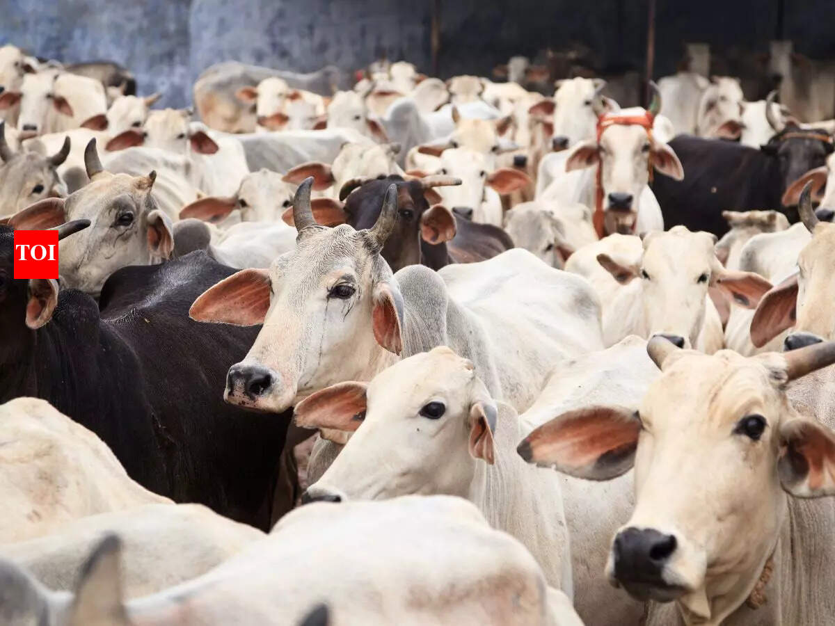 high yielding cows in india