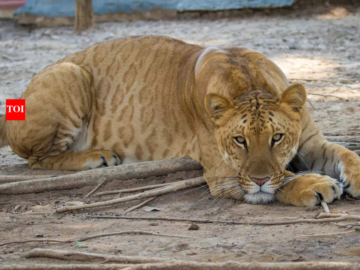 hybrid animals article