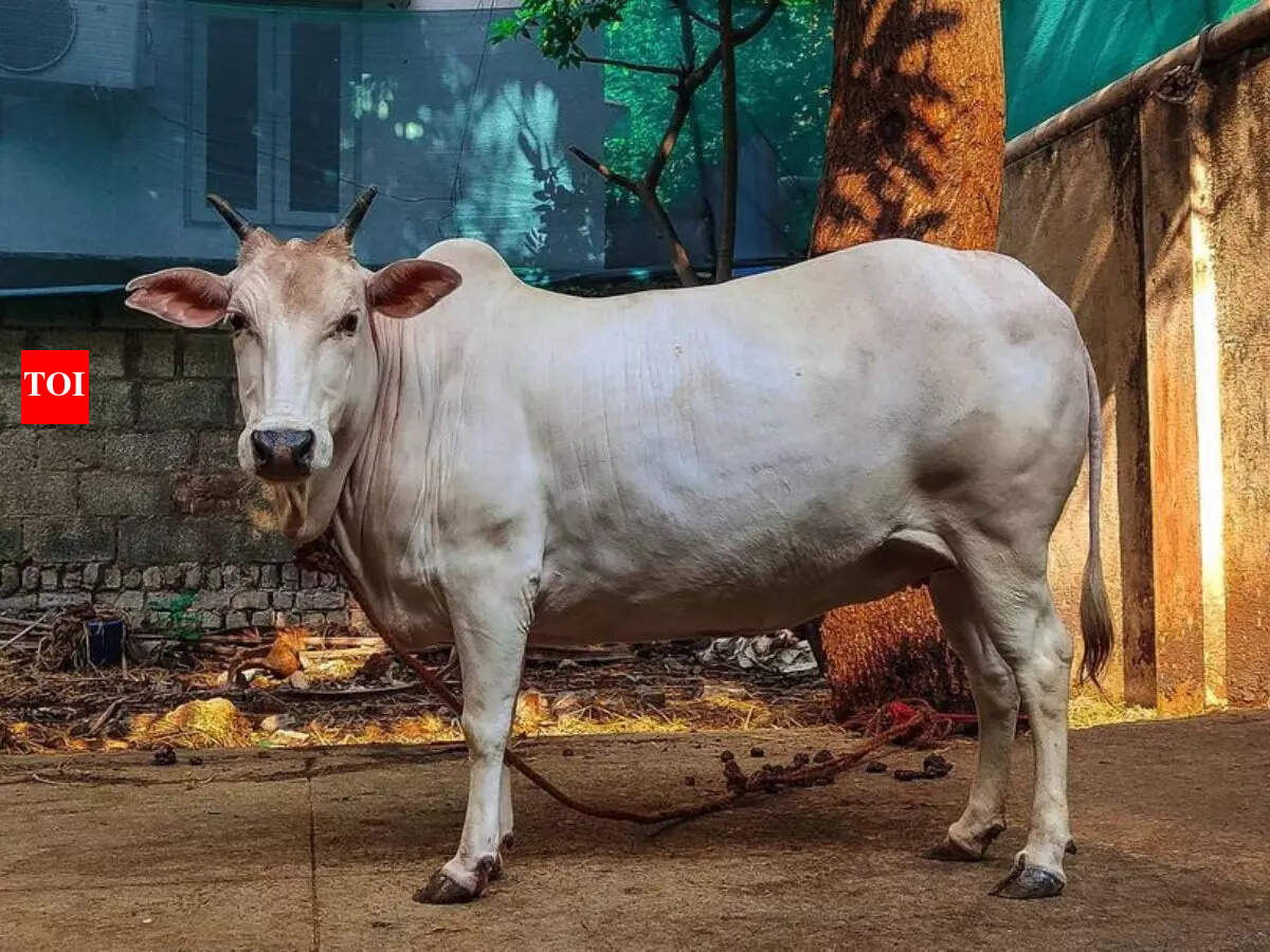 high yielding cows in india