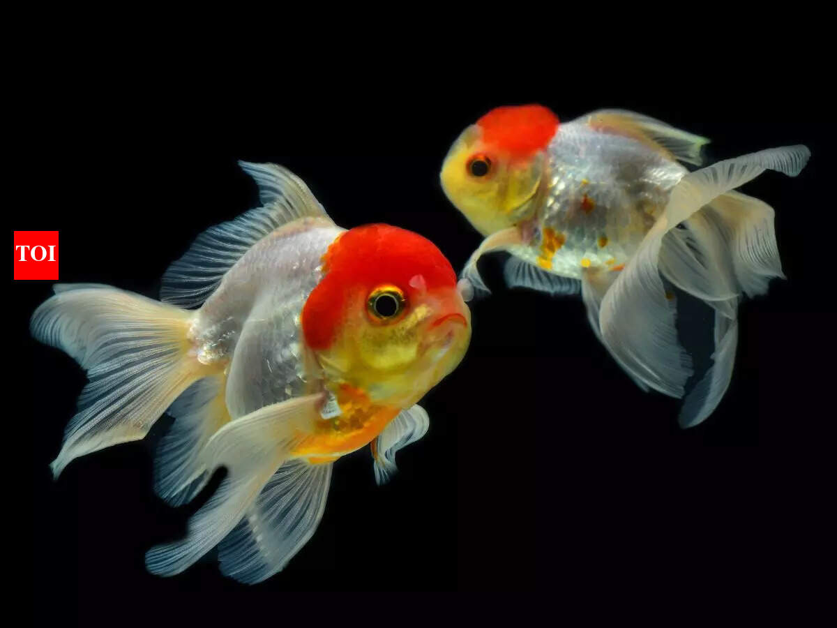 does tiger fish need oxygen