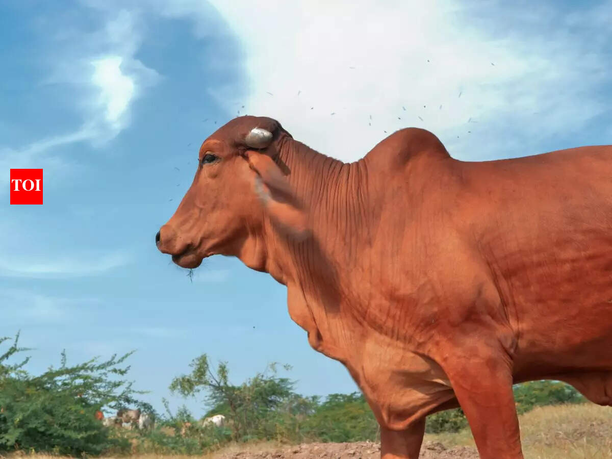 red sindhi cattle description