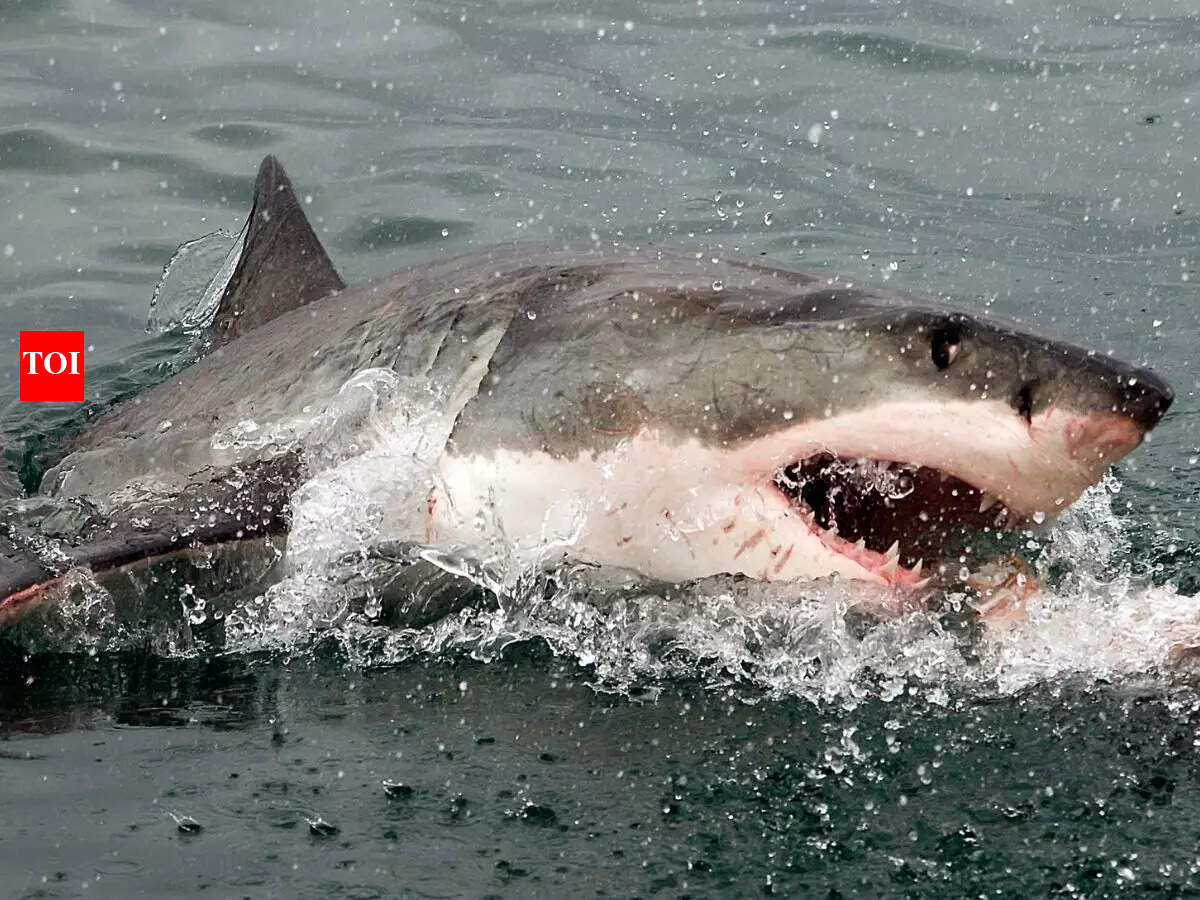 largest sea creatures