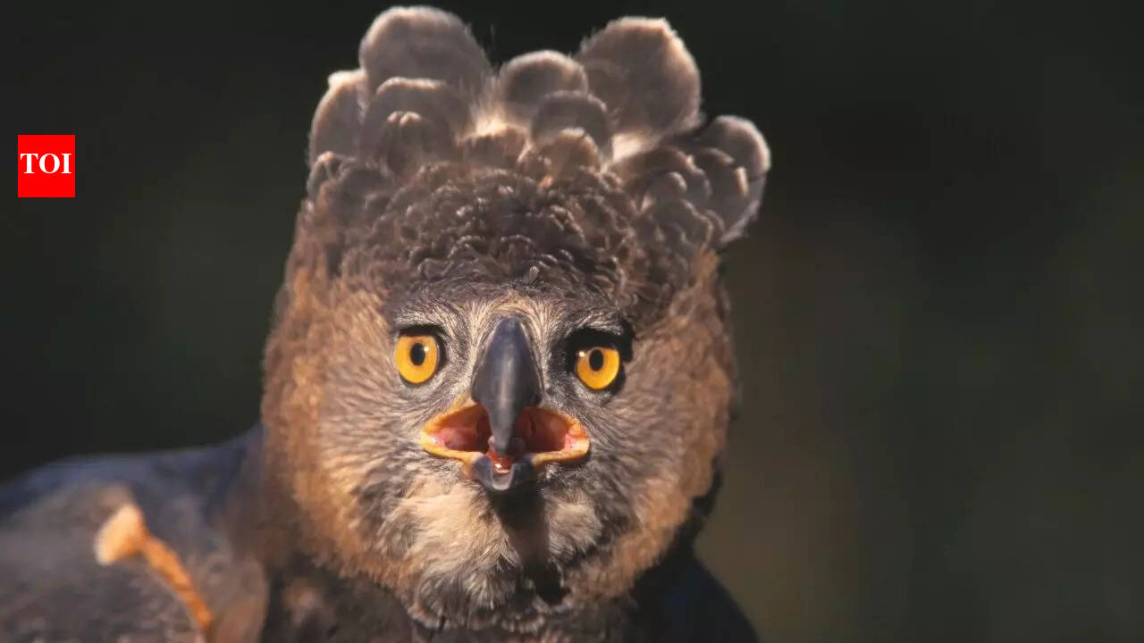 crowned eagle kills human