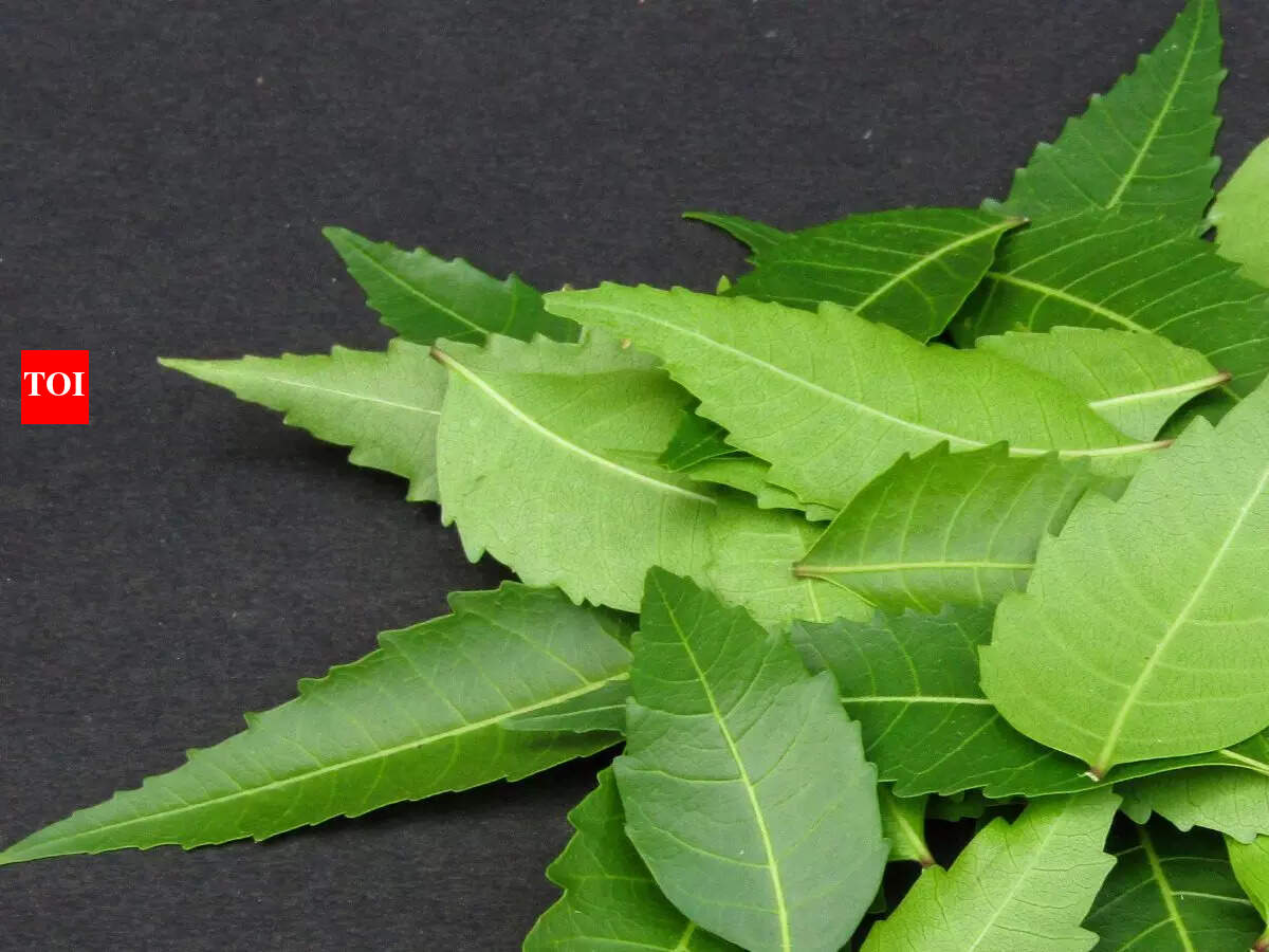 neem tree leaf