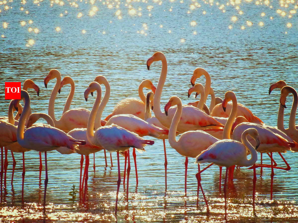 flamingo every 5 seconds