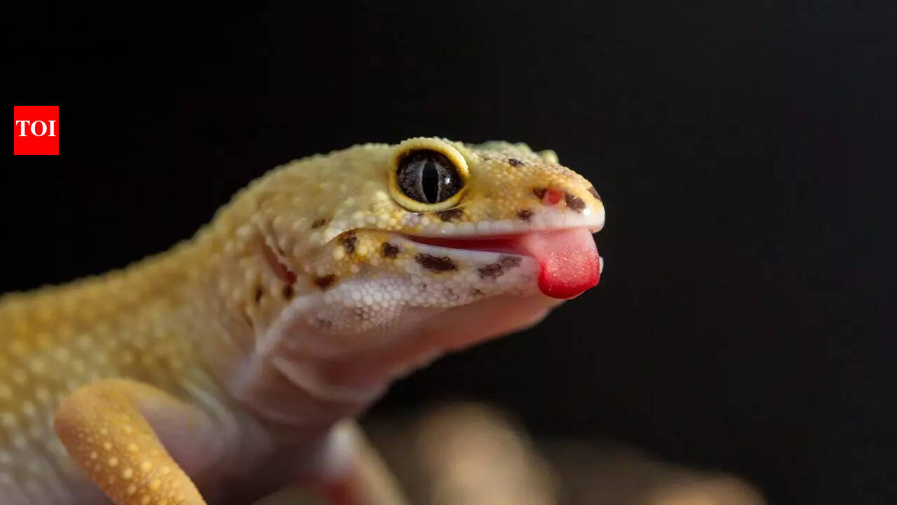 the cutest lizard