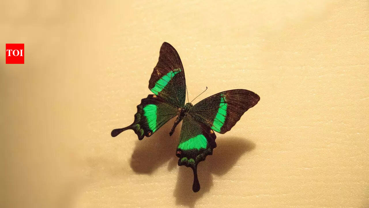 insect creatures cos