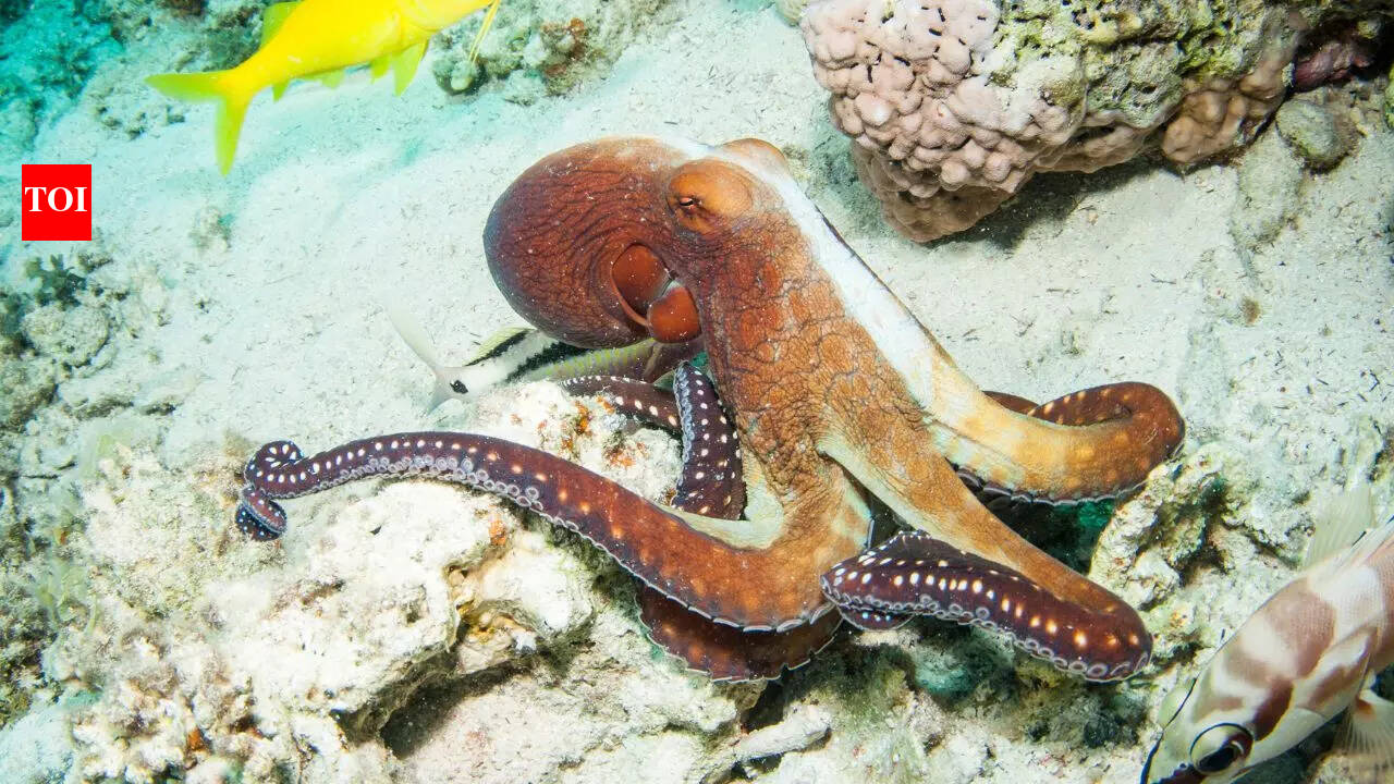 cool looking octopuses
