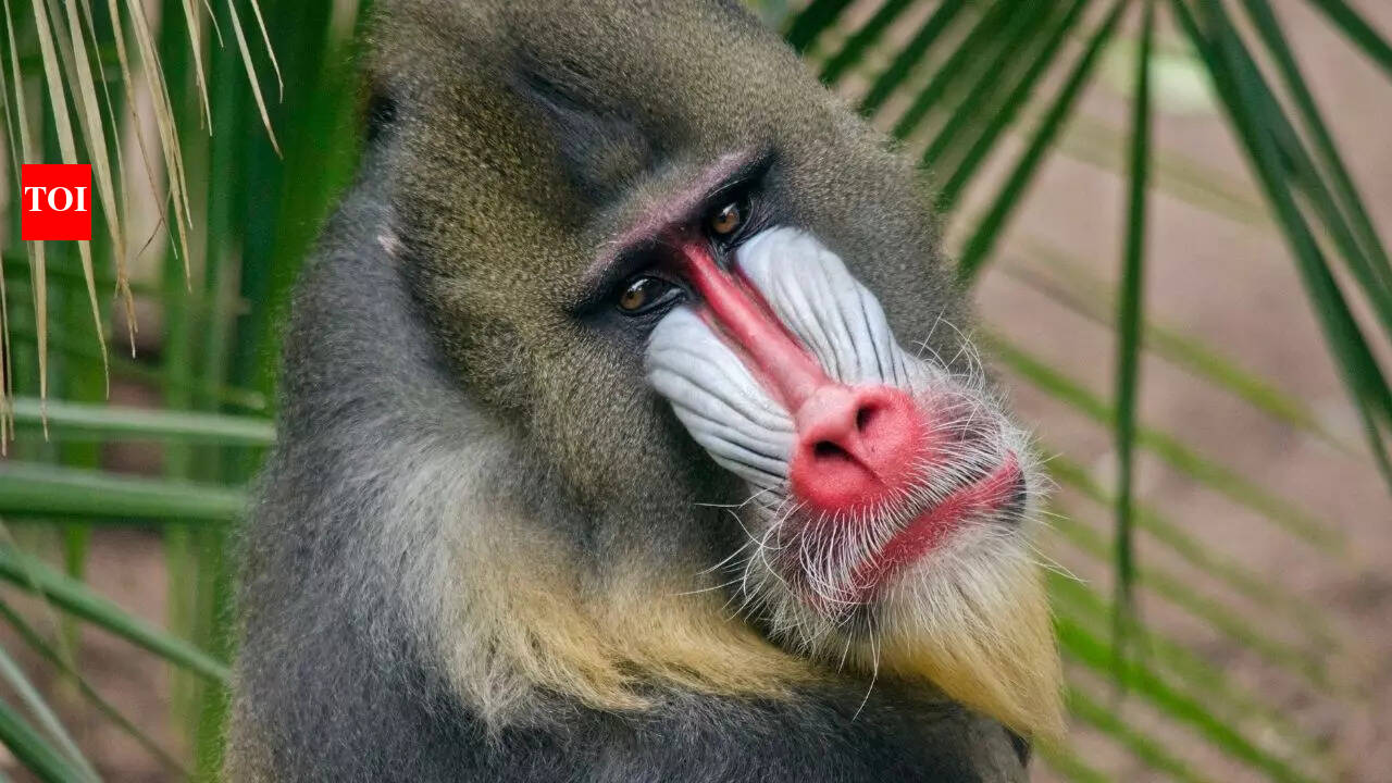 weirdest looking monkeys