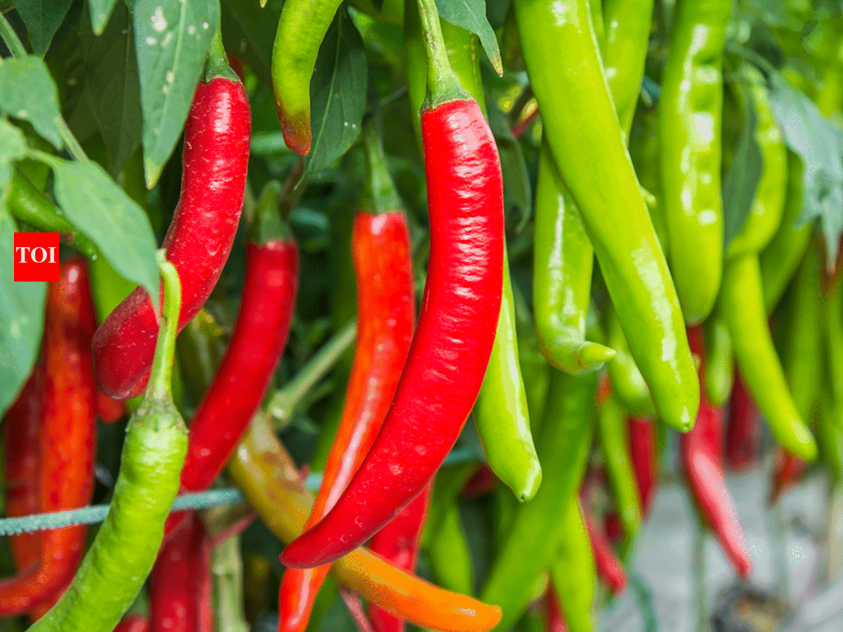 red and green chilli difference
