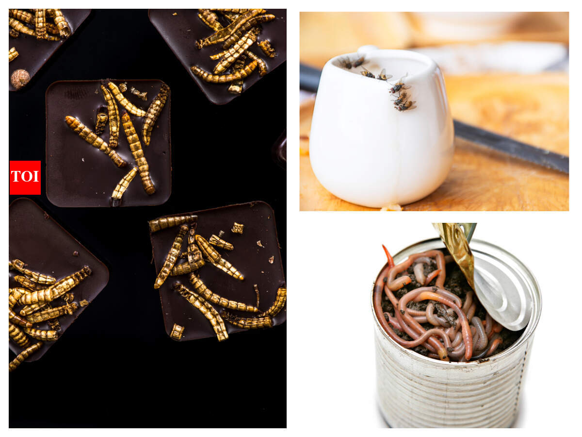 does chocolate has insects